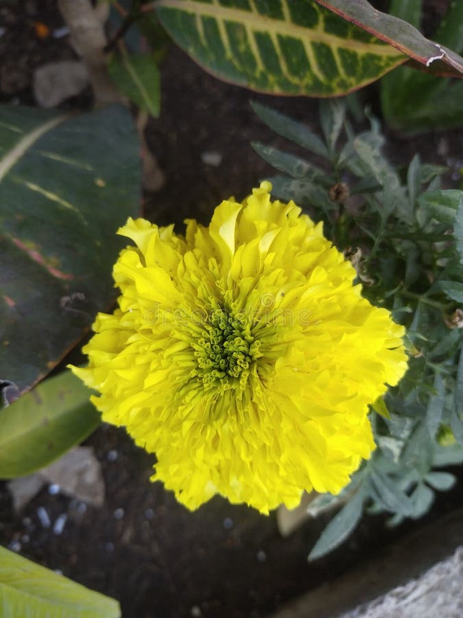 Flower like new life stock image. Image of leaf, plant - 269913607