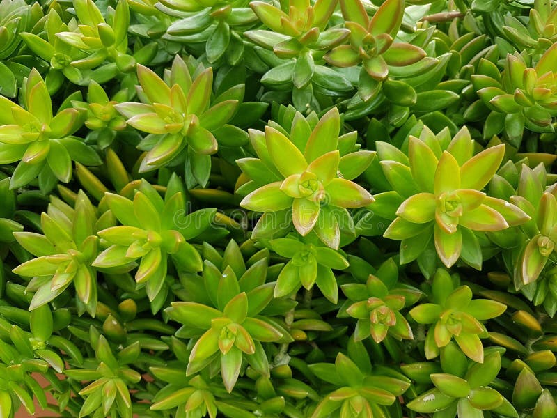 Flower Like Succulents Forming a Pattern Stock Photo - Image of garden ...