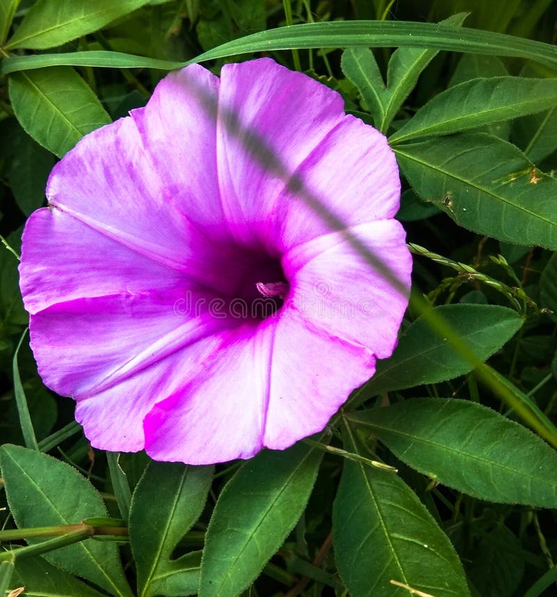 A flower Lilac stock image. Image of nature, herb, blossom - 212570391