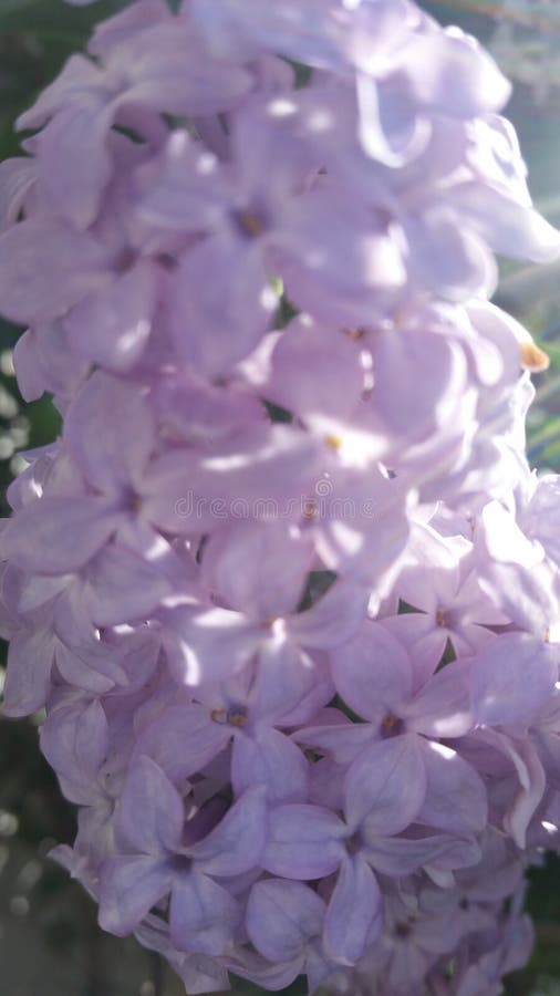 Flower stock image. Image of flowers, western, lilac - 119662787