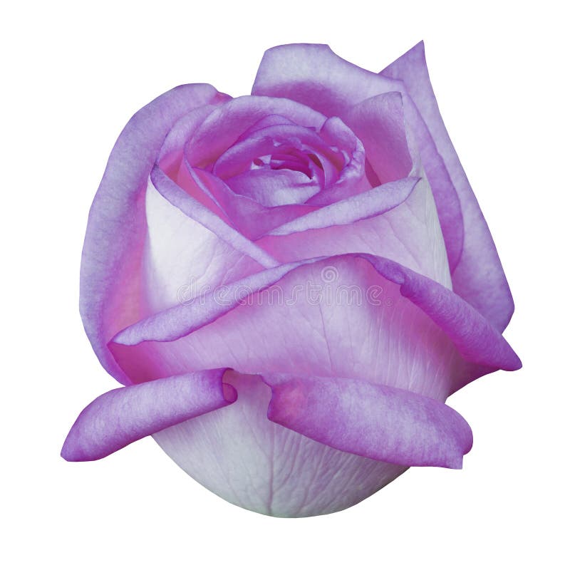 Flower Lilac Rose Isolated White Background with Clipping Path. Closeup ...