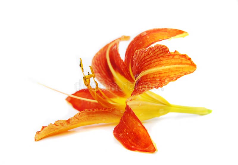 Butea Monosperma or Palash Flower Stock Image - Image of flamelike ...