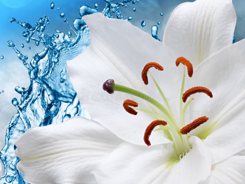 Flower Lily on a Background of Water Splash Stock Photo - Image of pink ...