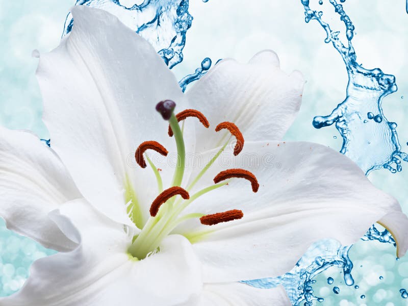 Flower Lily on a Background of Water Splash Stock Photo - Image of ...