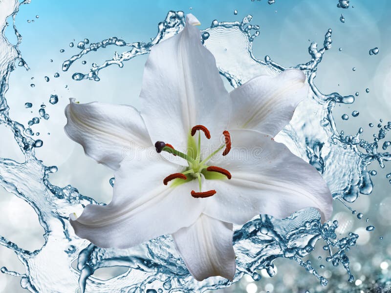 Flower Lily on a Background of Water Splash Stock Photo - Image of ...