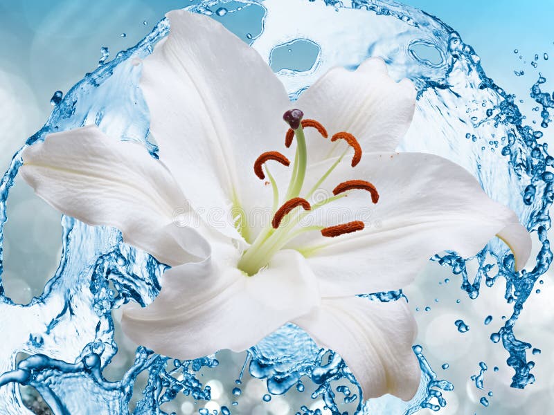 Flower Lily on a Background of Water Splash Stock Image - Image of ...