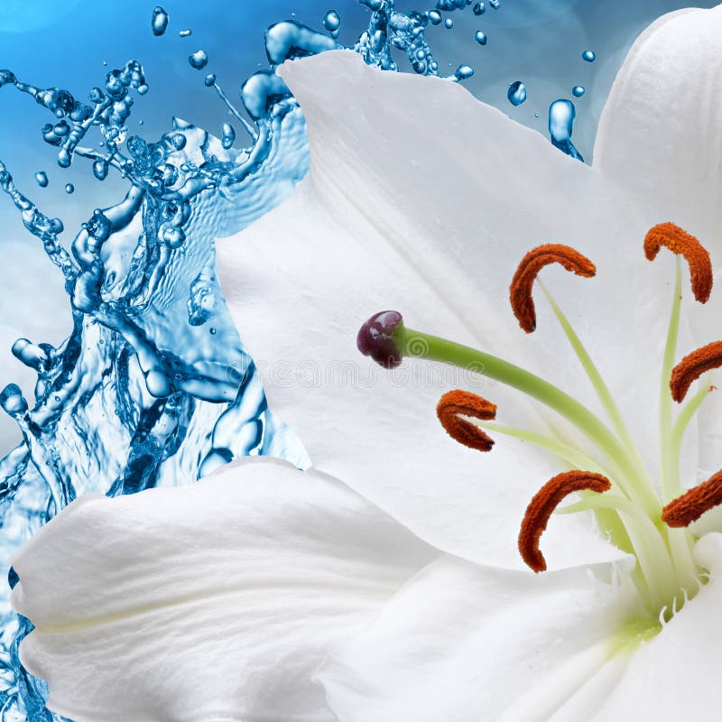 Flower Lily on a Background of Water Splash Stock Photo - Image of ...
