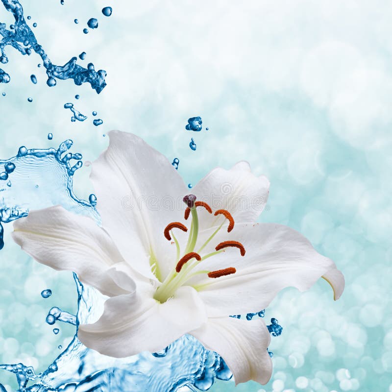 Flower Lily on a Background of Water Splash Stock Image - Image of ...
