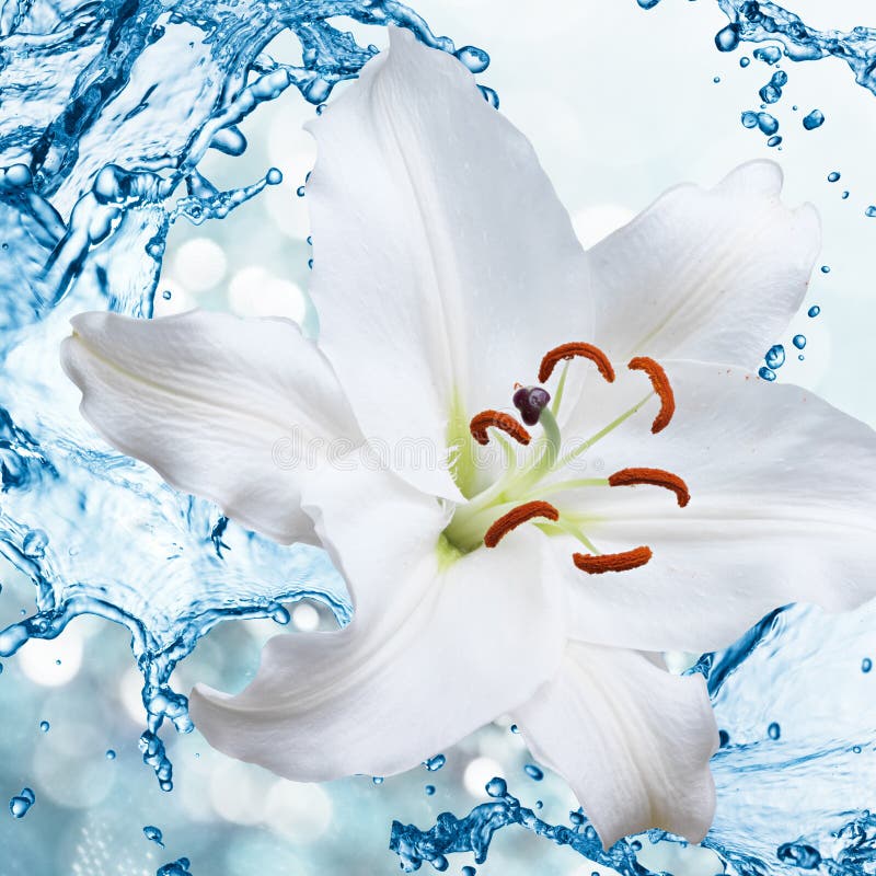 Flower Lily on a Background of Water Splash Stock Image - Image of ...