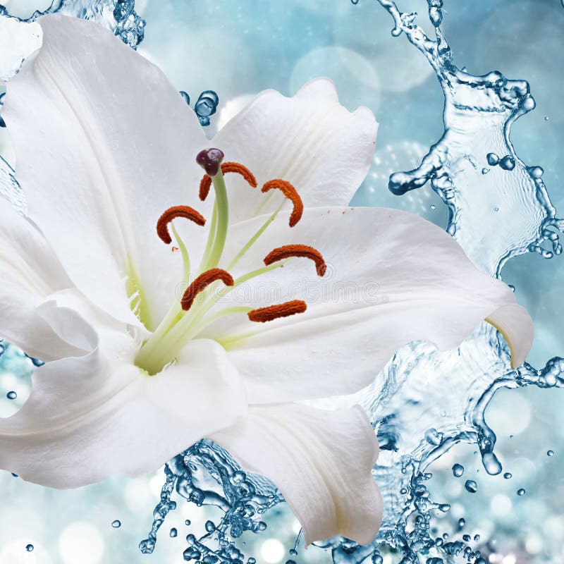 Flower Lily on a Background of Water Splash Stock Photo - Image of ...