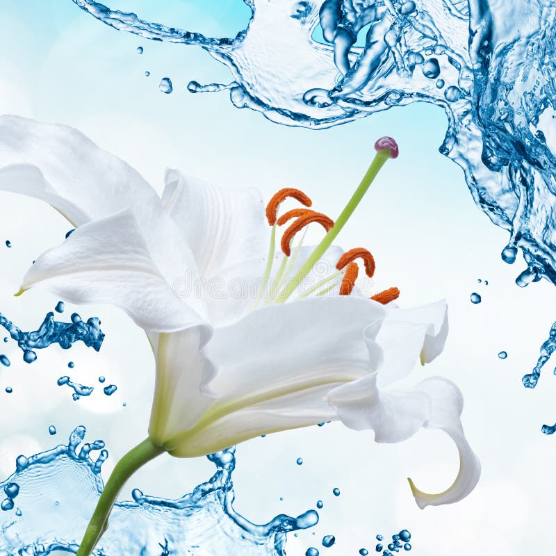 Flower Lily on a Background of Water Splash Stock Photo - Image of wild ...