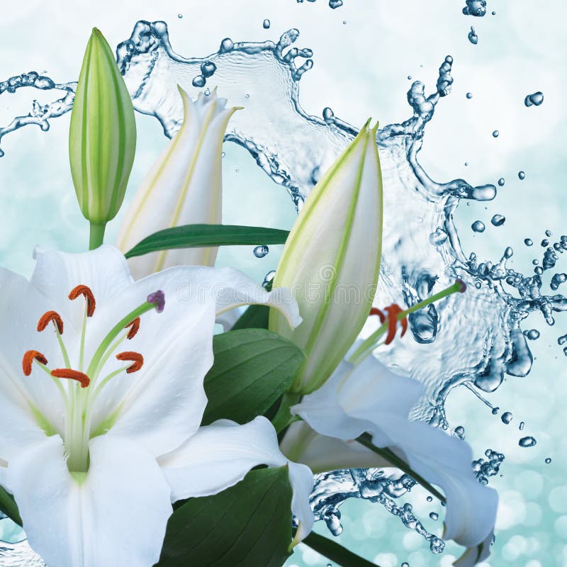 Flower Lily on a Background of Water Splash Stock Photo - Image of ...