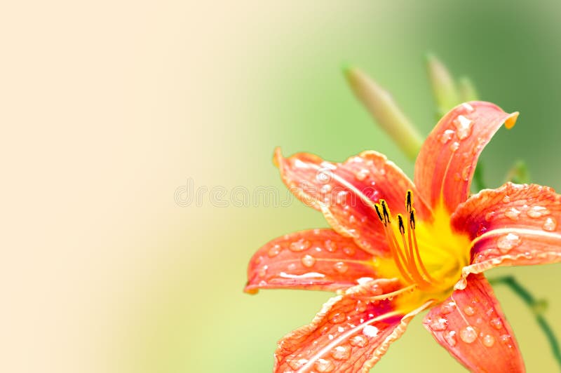 Fleur De Lis Wallpaper Stock Photos - Free & Royalty-Free Stock Photos ...