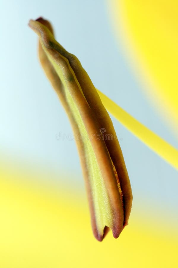 Flower, Lily, Stamens, Pollen Stock Photo - Image of pollen, seed: 25430874