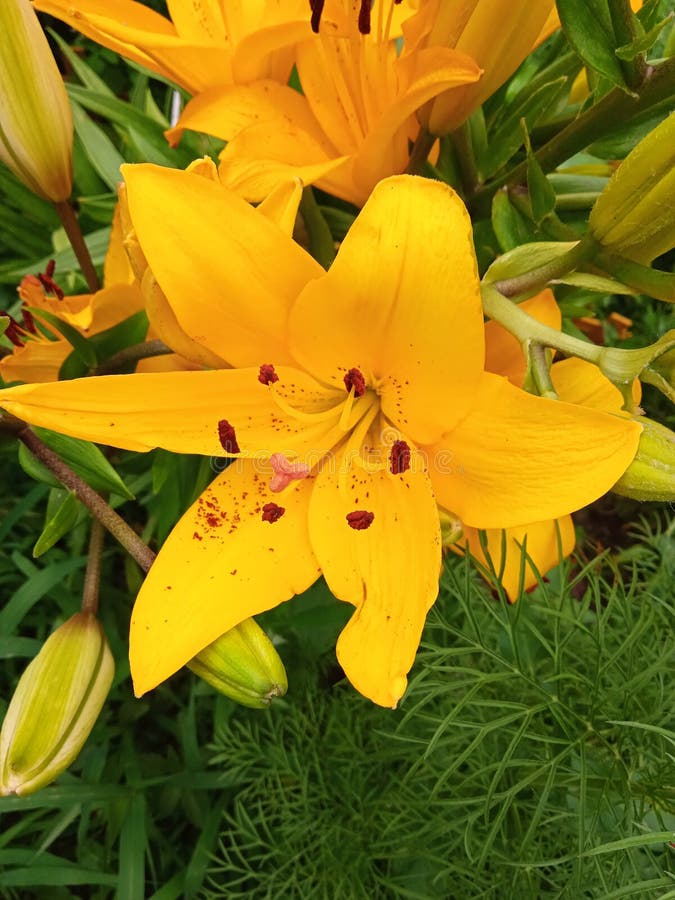 Flower Lily Yellow Rastes among the Grass. Stock Photo - Image of grass ...
