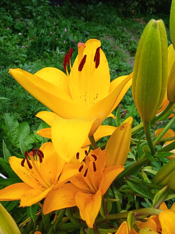Flower Lily Yellow Rastes among the Grass. Stock Photo - Image of lily ...