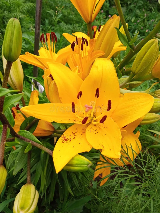 Flower Lily Yellow Rastes among the Grass. Stock Photo - Image of ...