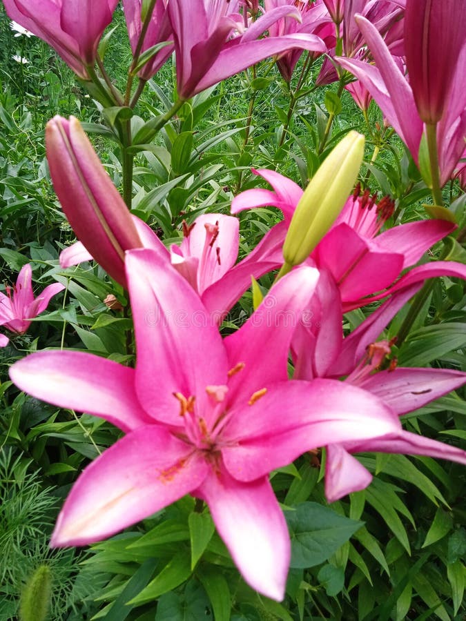 Flower Lily Pink Rastes among the Grass. Stock Photo - Image of pink ...