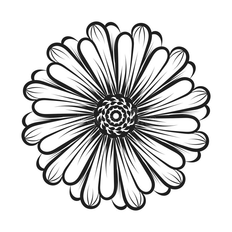 Flower Line Art for Coloring Pages Stock Illustration - Illustration of ...