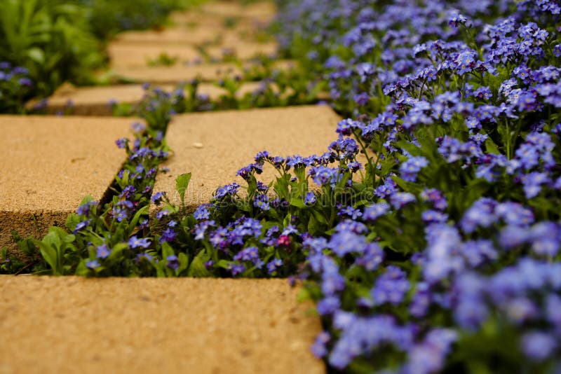 Flower Lined Path stock photo. Image of floral, sidewalk - 8433684