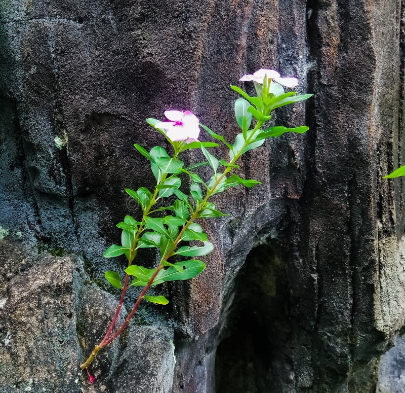 Flower live on the rock stock image. Image of flower - 149130015