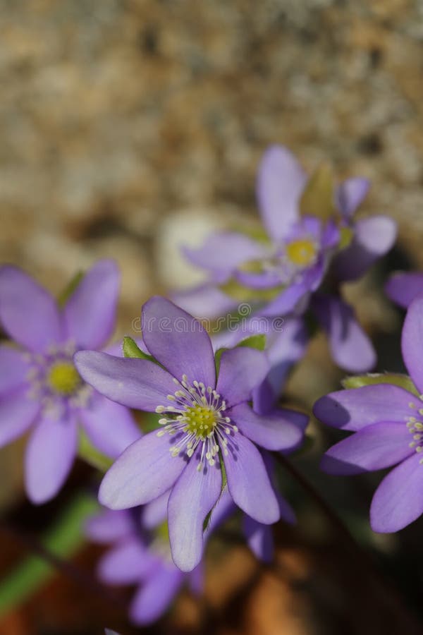 Flower of Liverleaf in Spring Stock Image - Image of blue, flora: 145964663