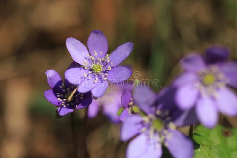 Flower of Liverleaf in Spring Stock Image - Image of group, green ...