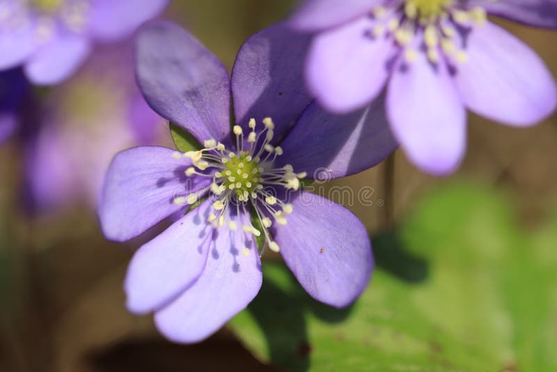 Flower of Liverleaf in Spring Stock Image - Image of botany, brown ...