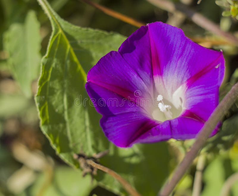 Flower loach stock photo. Image of floret, flower, leaflets - 40982600