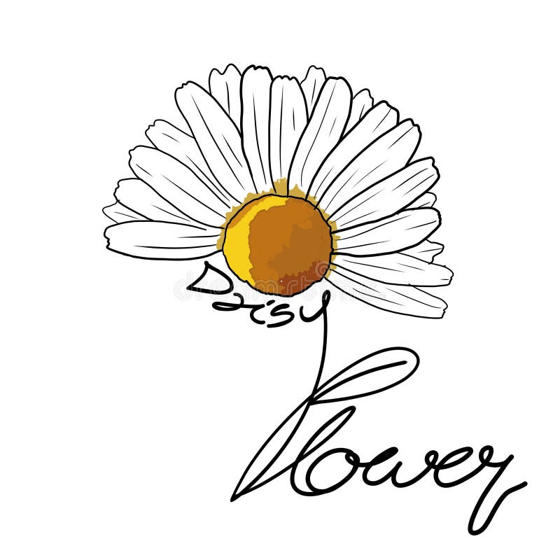 Flower Logo, Beautifull Daisy Flower Stock Illustration - Illustration ...