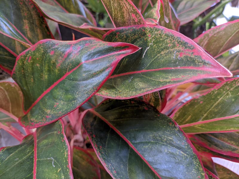 Flower with Long Broad Leaves Striped Red Stock Photo - Image of leaves ...