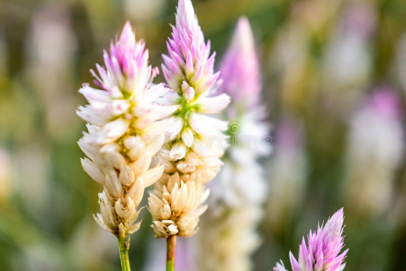 Flower stock image. Image of garden, long, flower, trees - 111658361