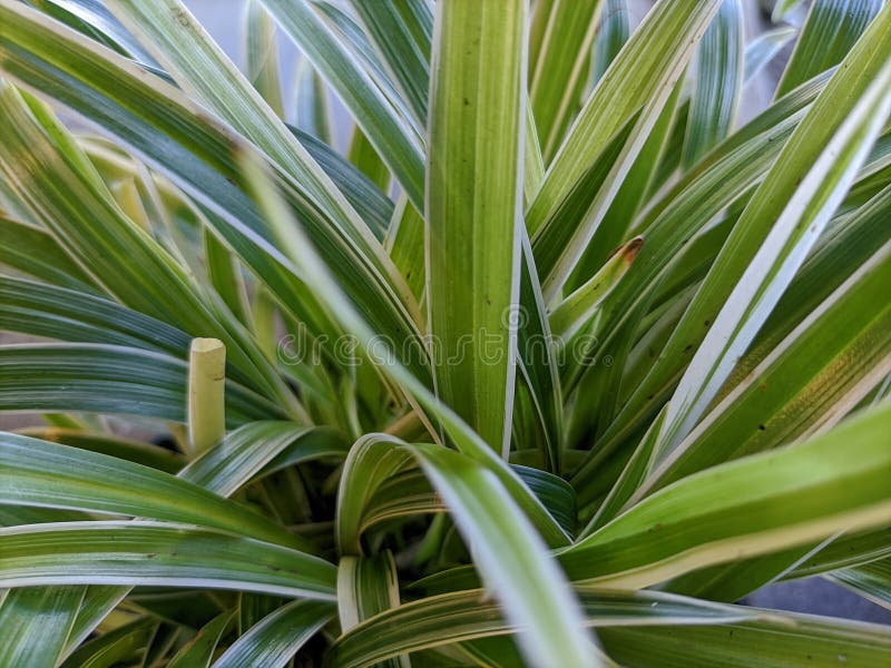 Flower Long Small Leaves White Stripes Stock Photos - Free & Royalty ...