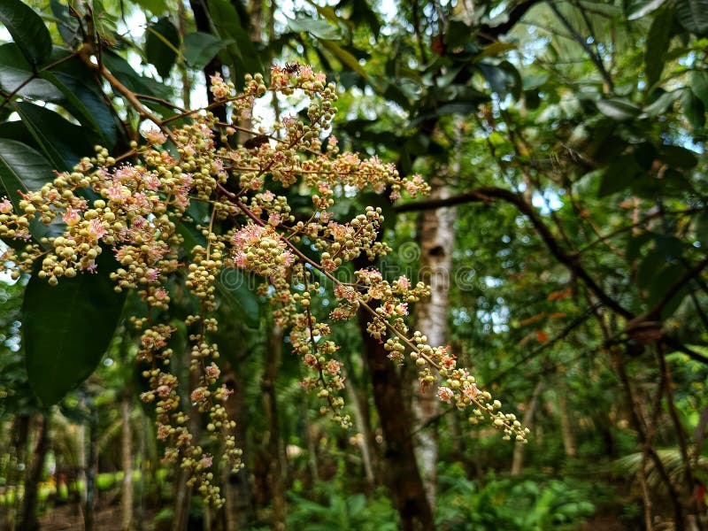 This Flower is a Longan Fruit Plant that is Still in the Fruiting ...