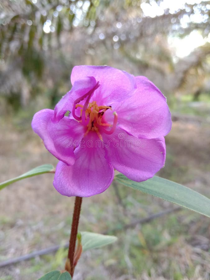 The Flower so Look Beutiful World in Borne Stock Image - Image of ...