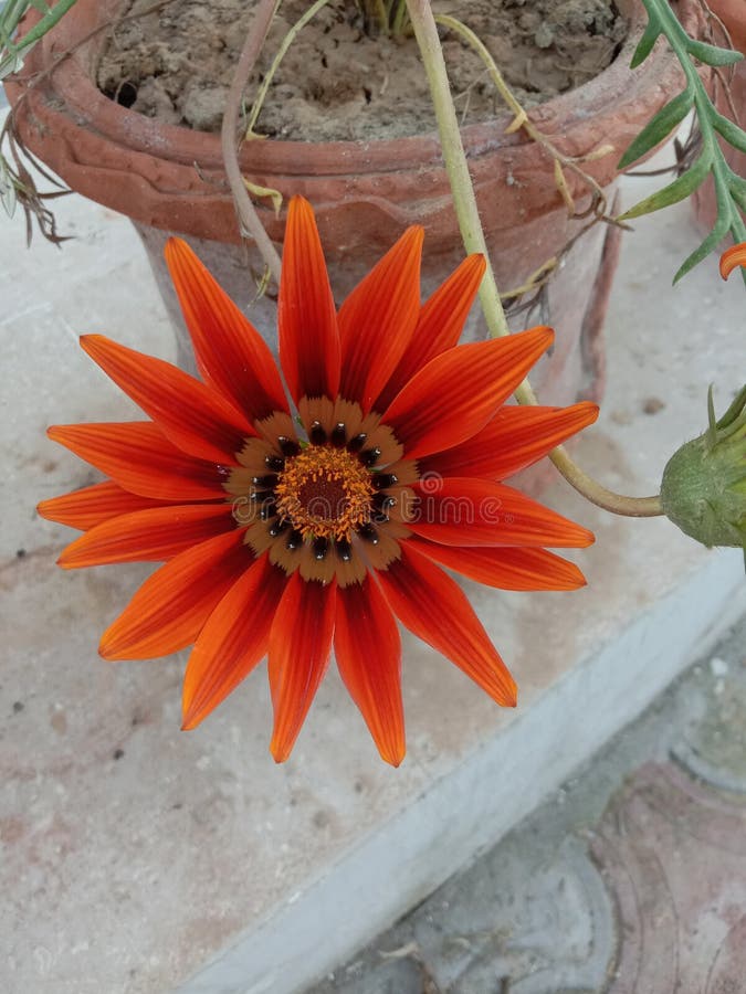 Flower look like sun stock photo. Image of petal, leaf - 180928240