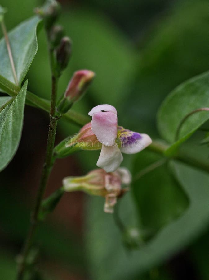 Flower looking like parrot stock image. Image of flower - 95194969