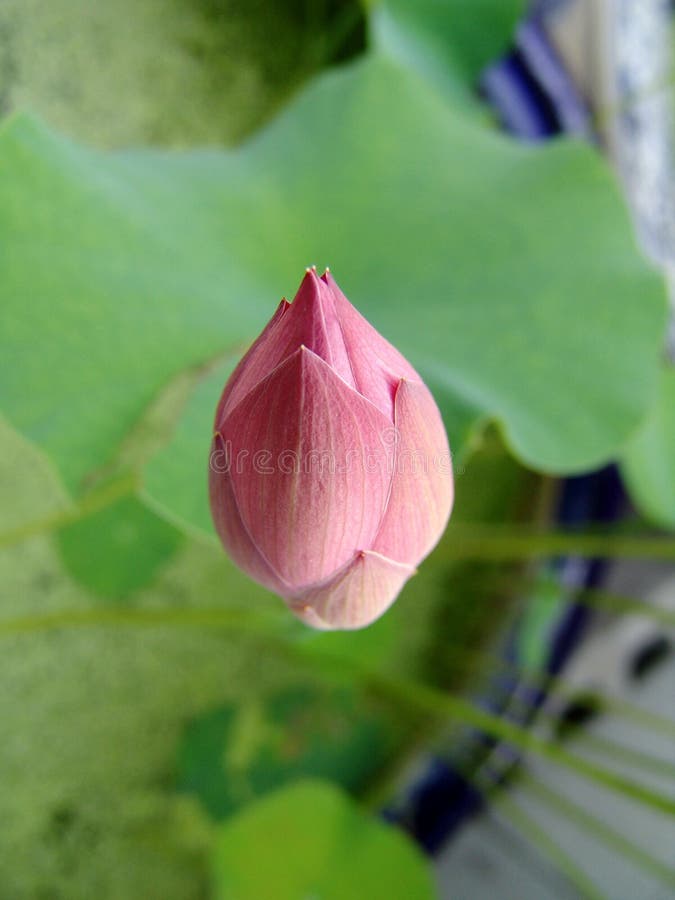 Flower stock image. Image of lotus, tree, trunk, nature - 82410385