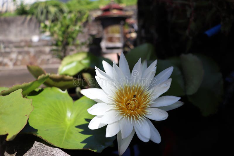 Flower lotus bali stock photo. Image of natural, bali - 278200716