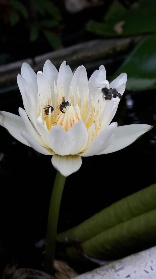 Flower stock photo. Image of ature, flower, lotus, green - 133071590