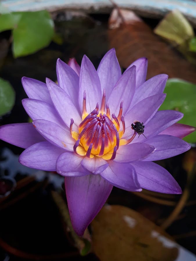 1,021 Lotus Insects Photos - Free & Royalty-Free Stock Photos from ...