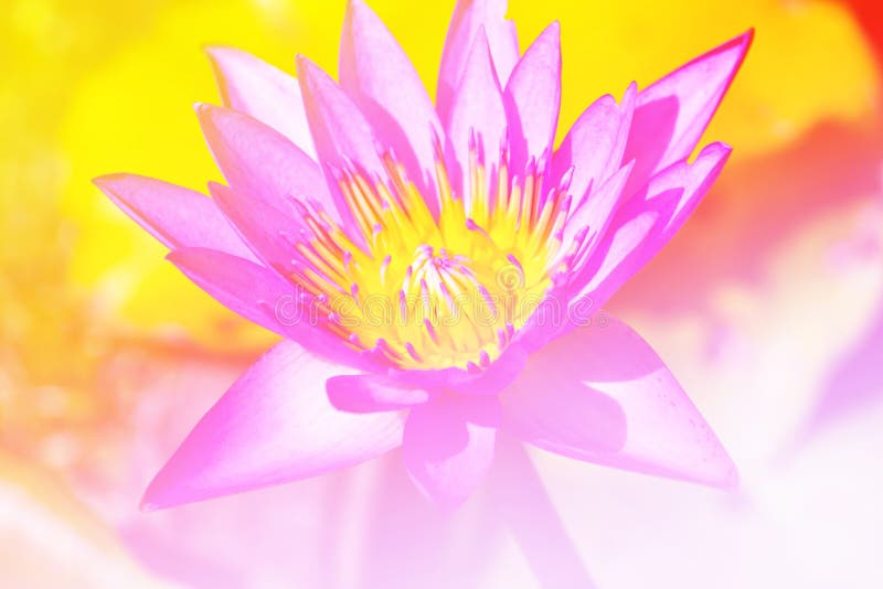 Flower lotus pistil stock photo. Image of pond, forest - 73753408