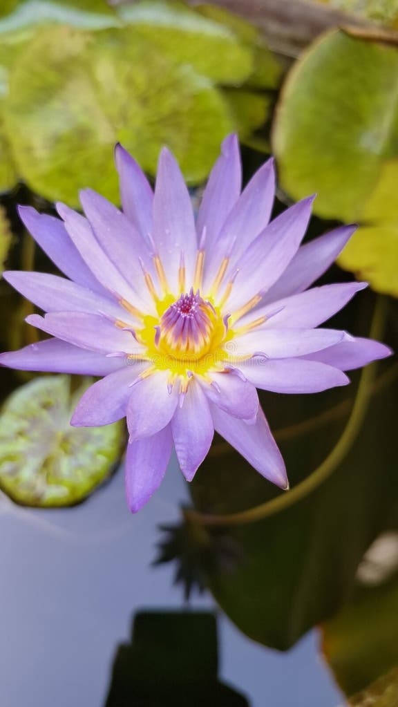 Flower Lotus & X28;teratai& X29; Stock Image - Image of bunga, teratai ...