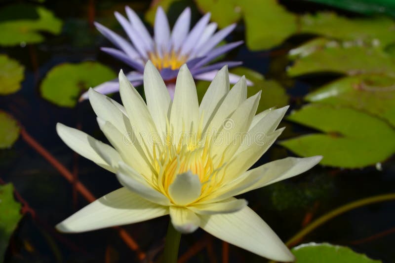 Flower lotus stock image. Image of flower, water, sporty - 79635425