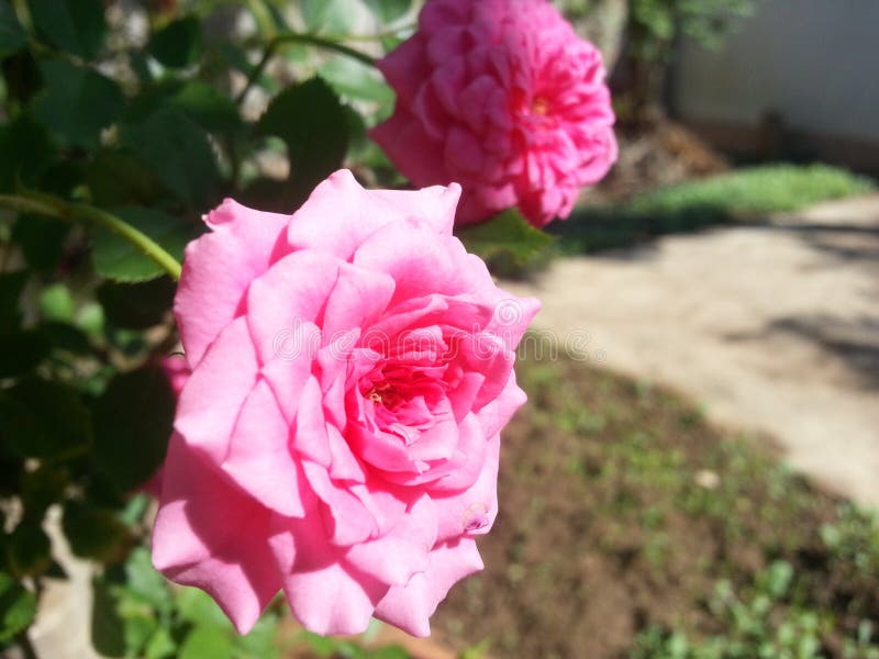 Flower of love stock photo. Image of love, beauty, flower - 83351706