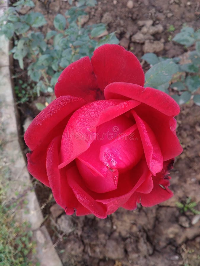 Perfect Love - Tulip in the Rain Stock Photo - Image of peek, love ...