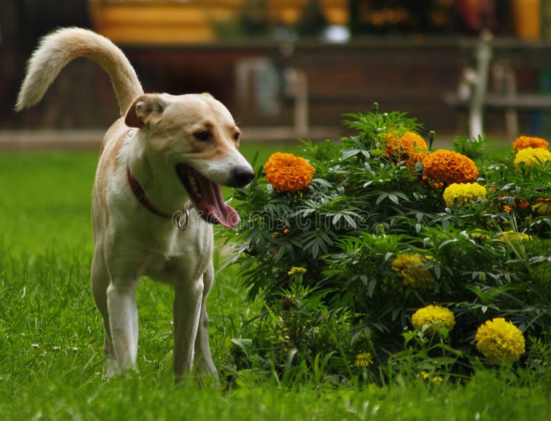 Flower Lover Dog stock photo. Image of happiness, arrears - 229580