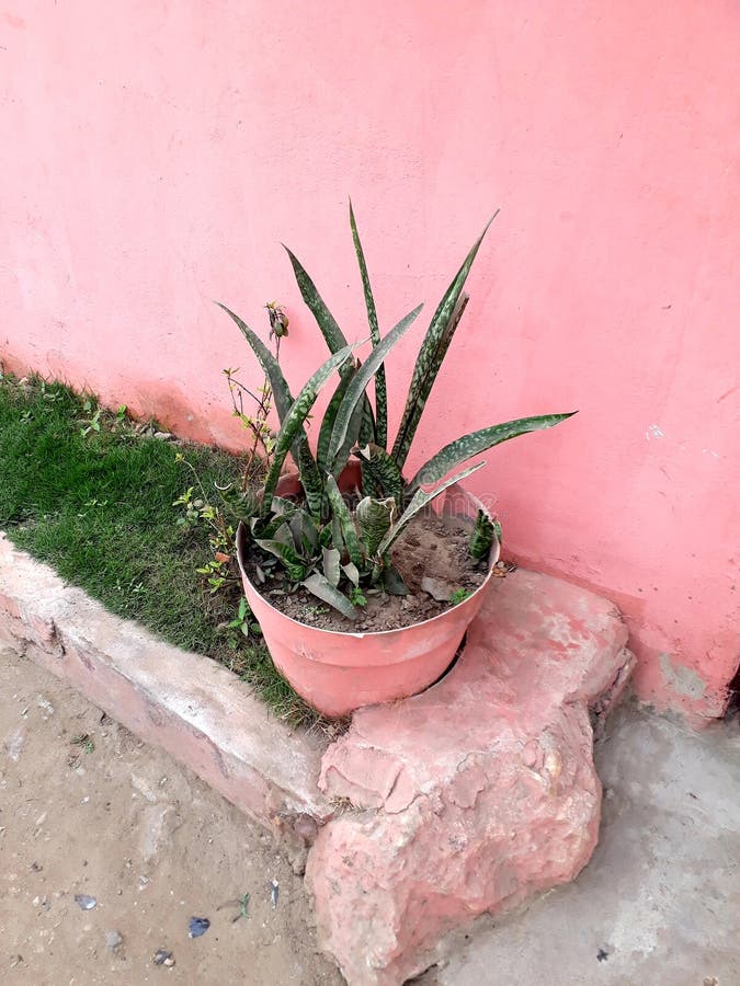 Flowering in Petrangol ,in Luanda Stock Photo - Image of angola, flare ...