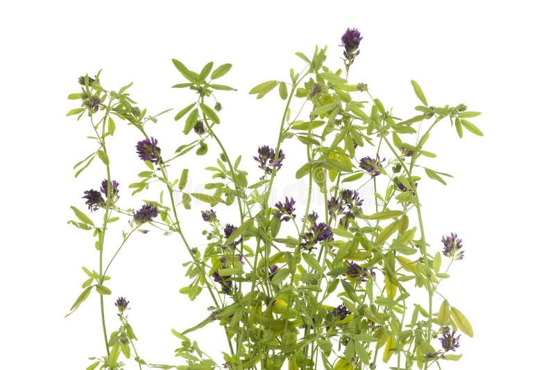 Lucerne (alfalfa) stock image. Image of health, farmer - 23870425
