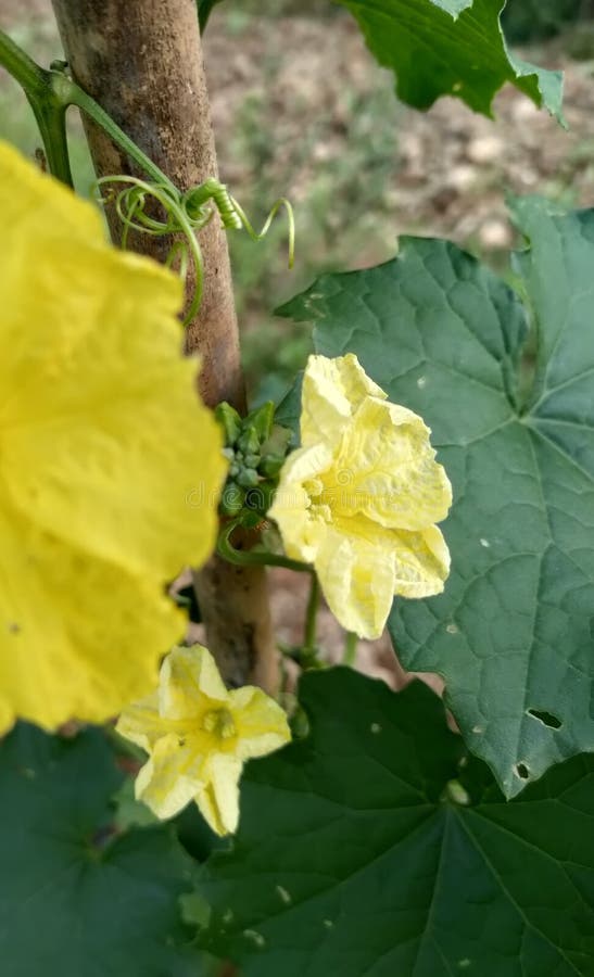 A Flower of Luffa Acutangula Stock Photo - Image of wildflower, leaf ...